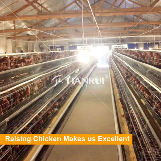 China A Frame Automatic Layer Chicken Battery Cage For Poultry Farm ...