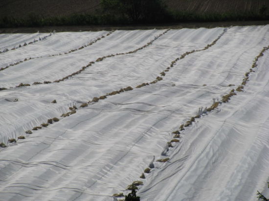 China Agribon Spun-Bonded Polypropylene Non Woven Crop Cover, wholesale ...