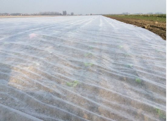 China Agribon Spun-Bonded Polypropylene Non Woven Crop Cover, wholesale ...