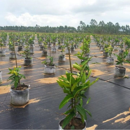 China Landscape Control Stop Weed Growth Agriculture Weed Membrane ...